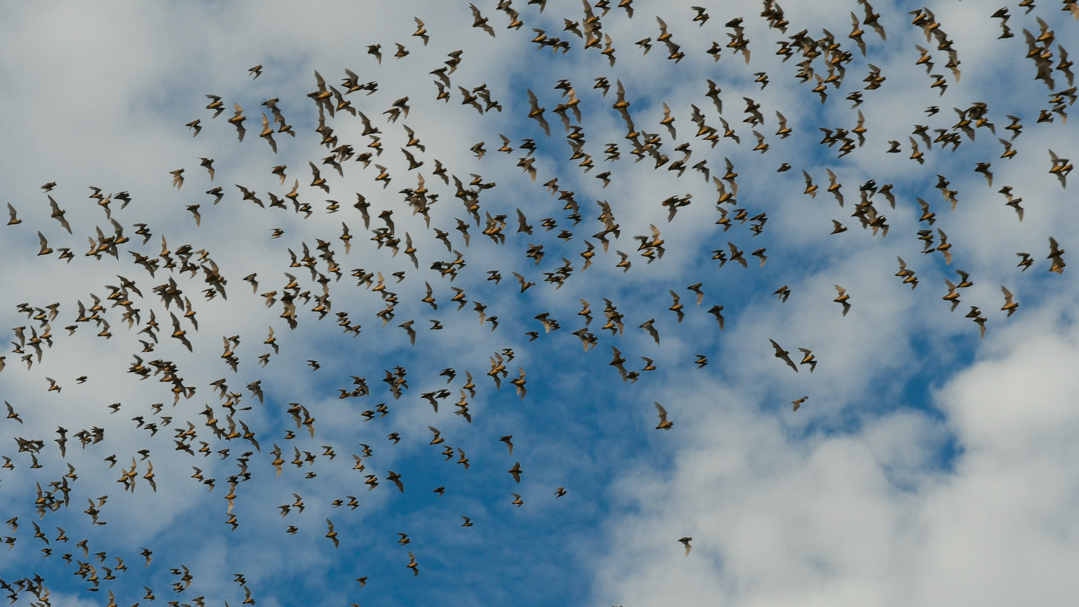 Roving Camera at Bracken Bat Cave | explore.org