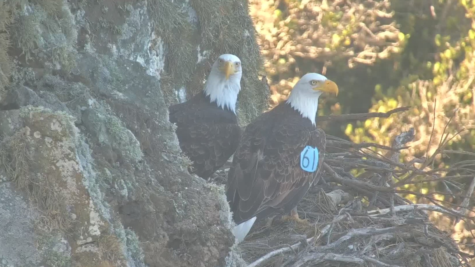West End Nest Low cam | Explore.org
