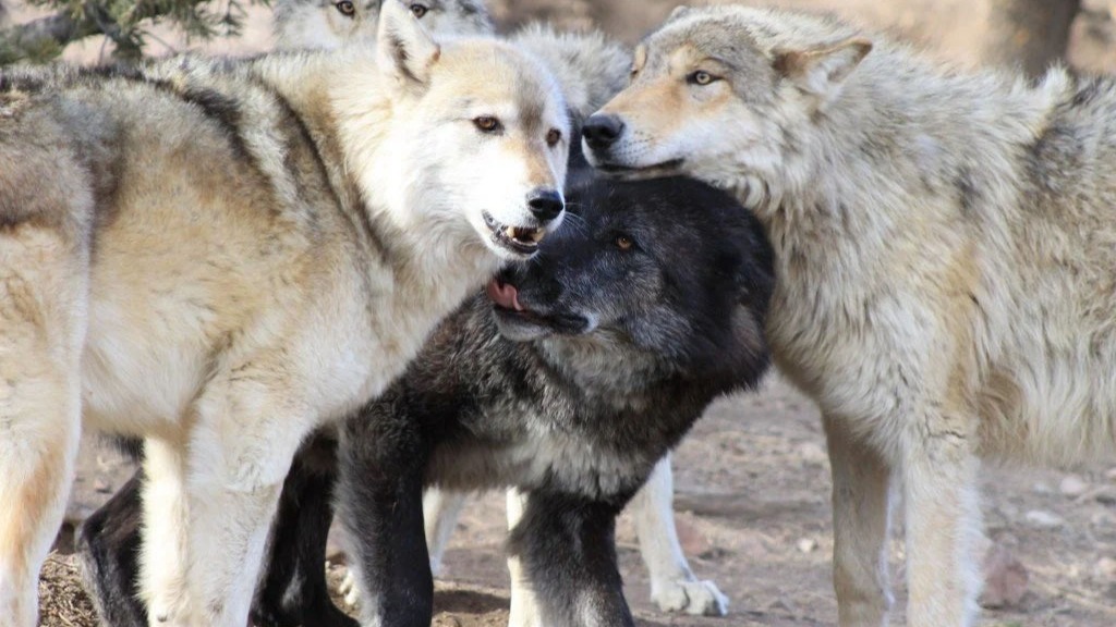 Zeab's Den | Explore.org