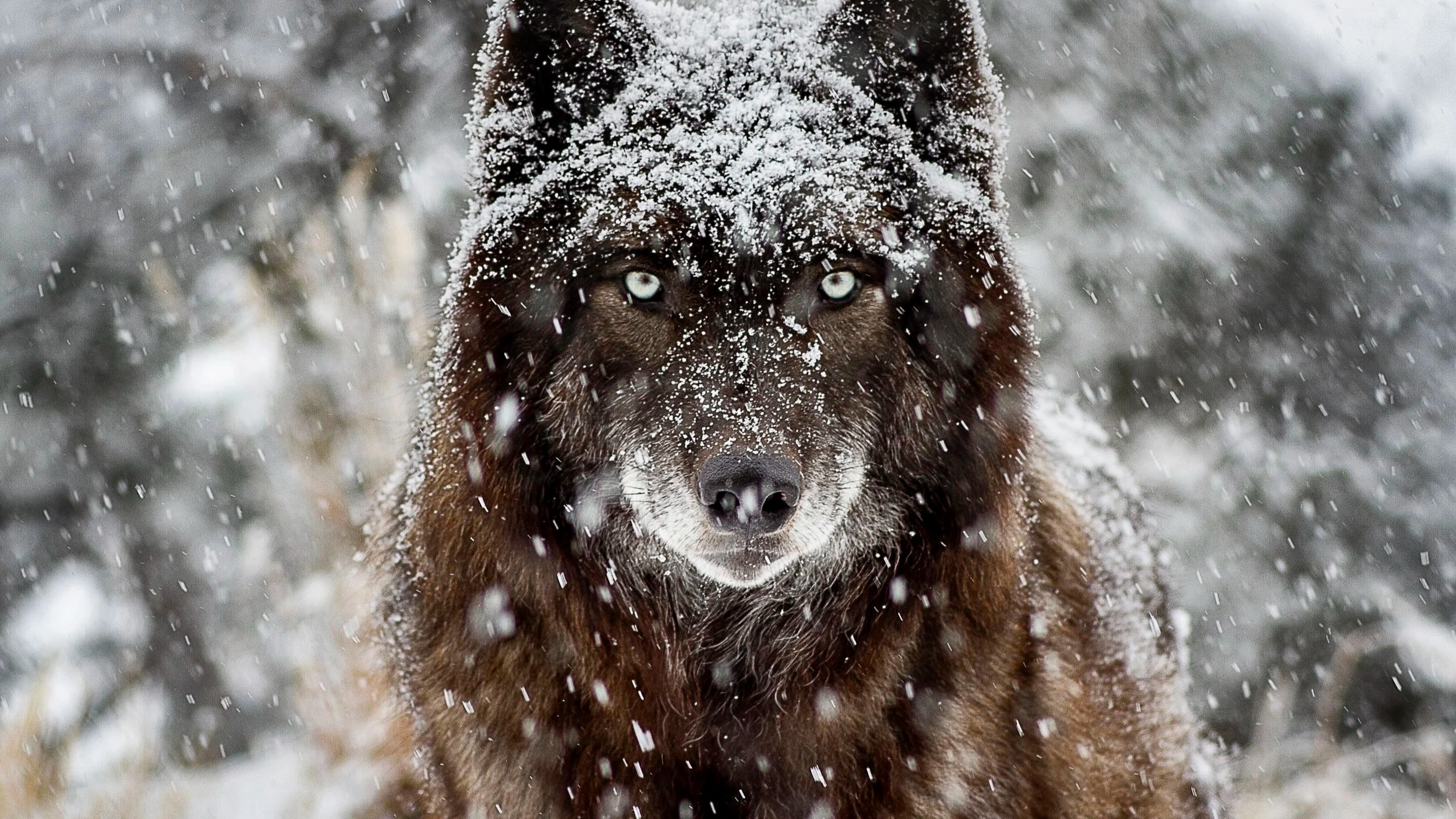 Shaman's Rock | explore.org