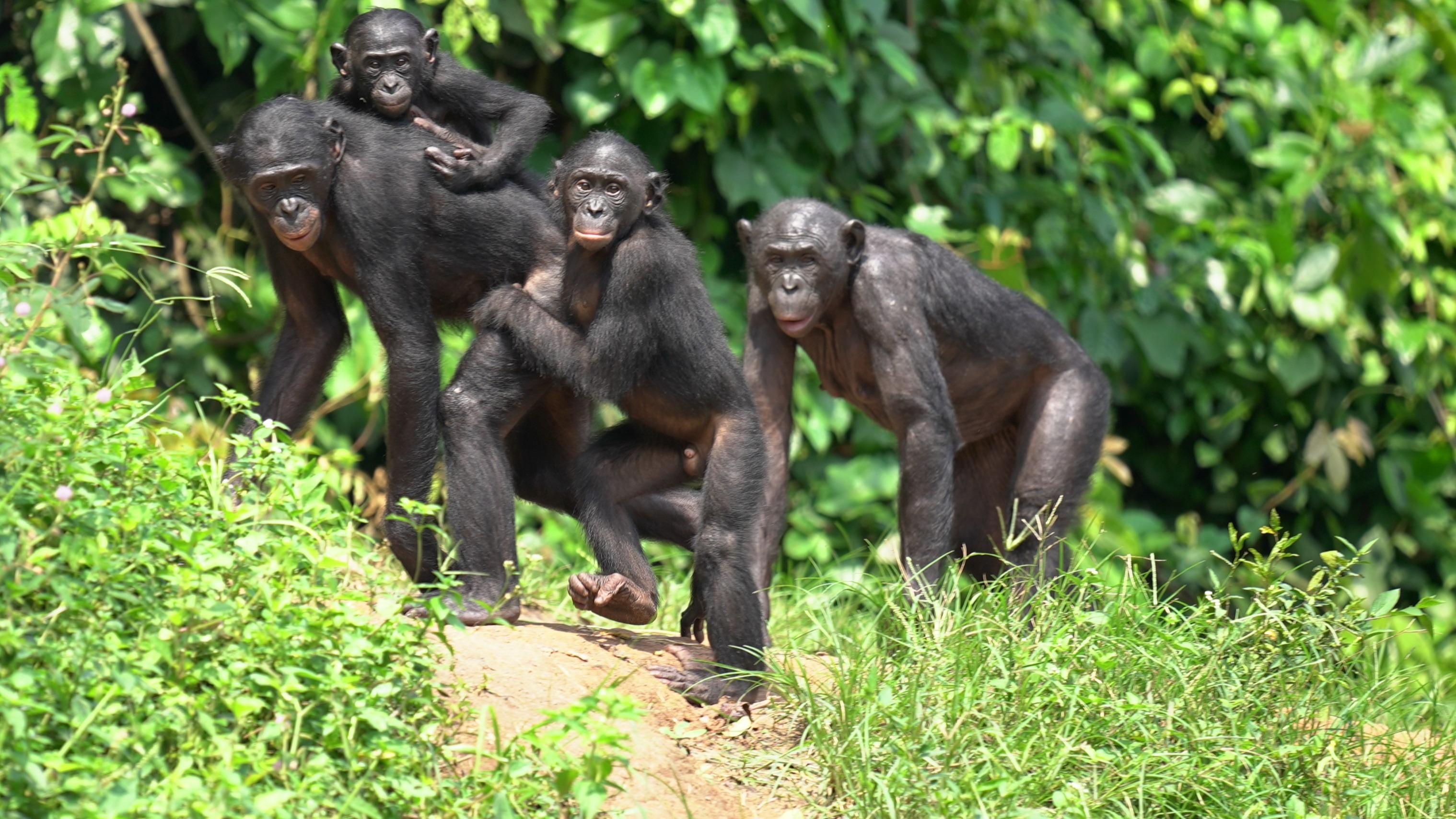Lola ya Bonobo Sanctuary Enclosure | Explore.org