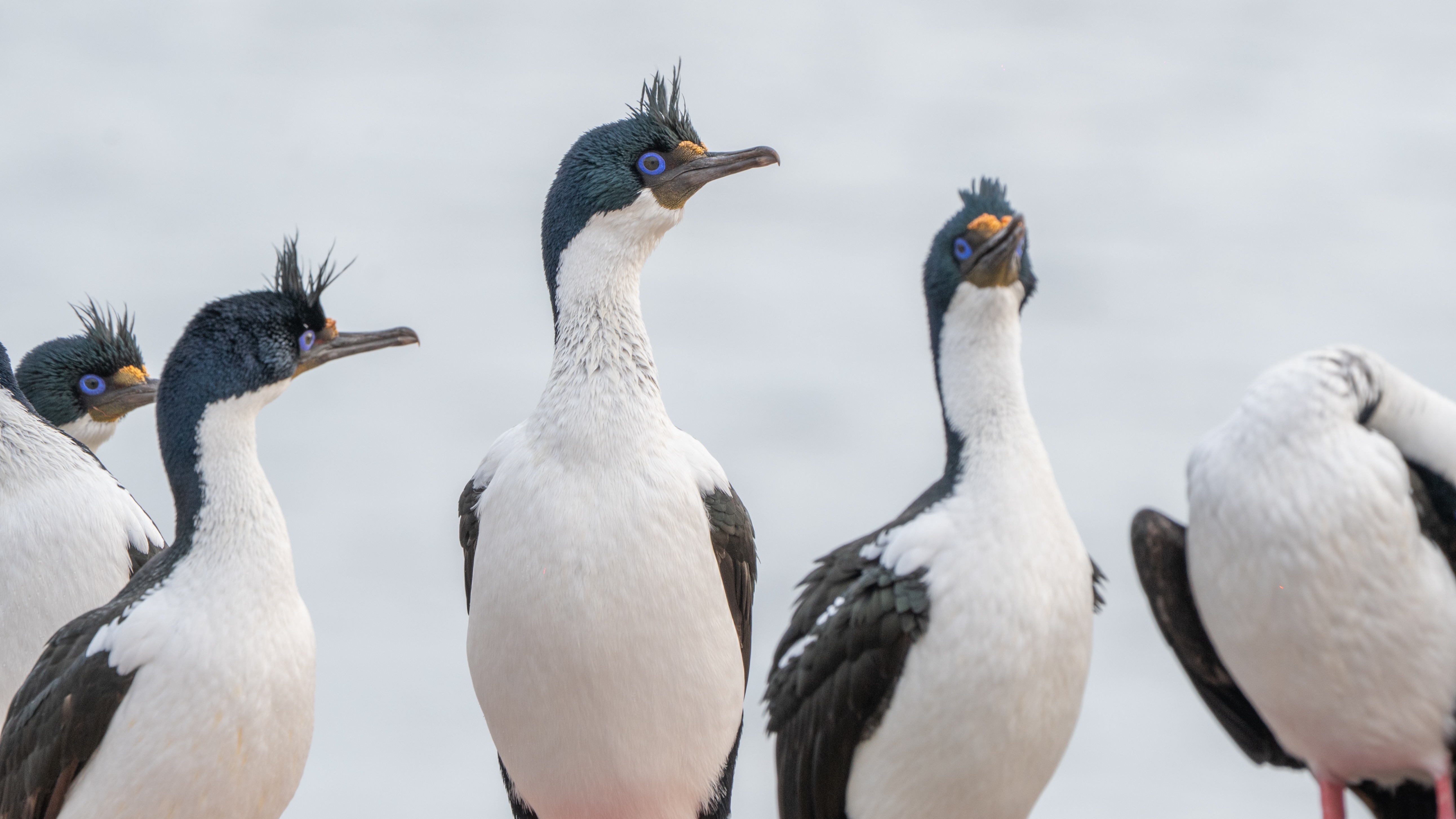 Imperial Cormorant Colony - Isla Tovita | Explore.org