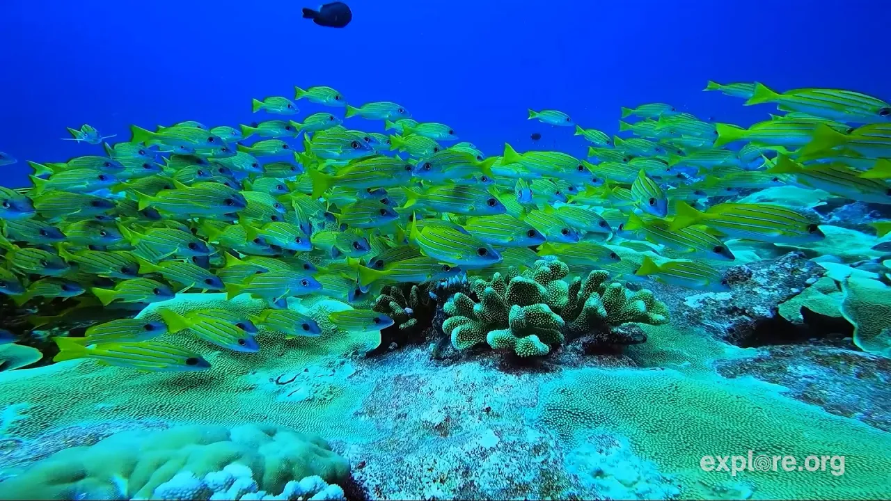 Palau: Nature's Sistine Chapel | Explore.org