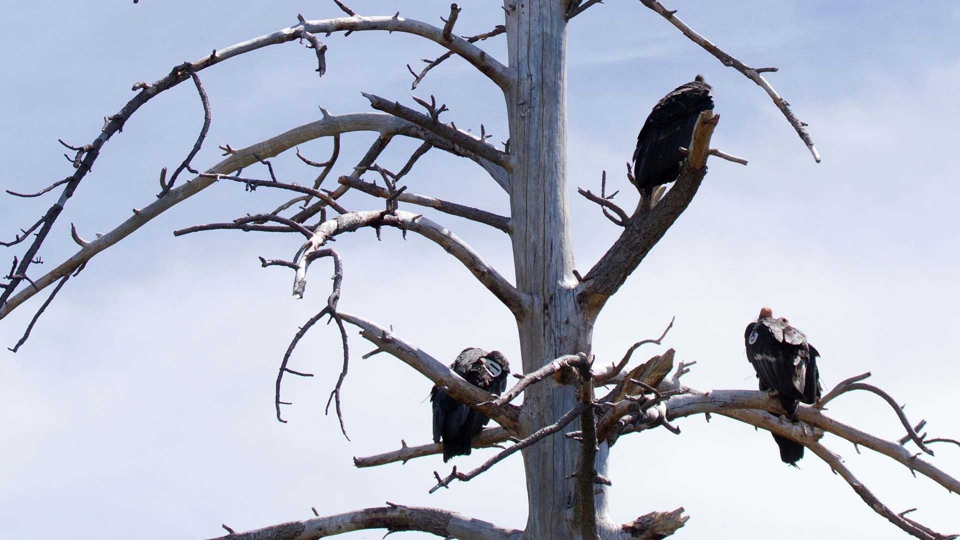 Condor Pen Camera | Explore.org