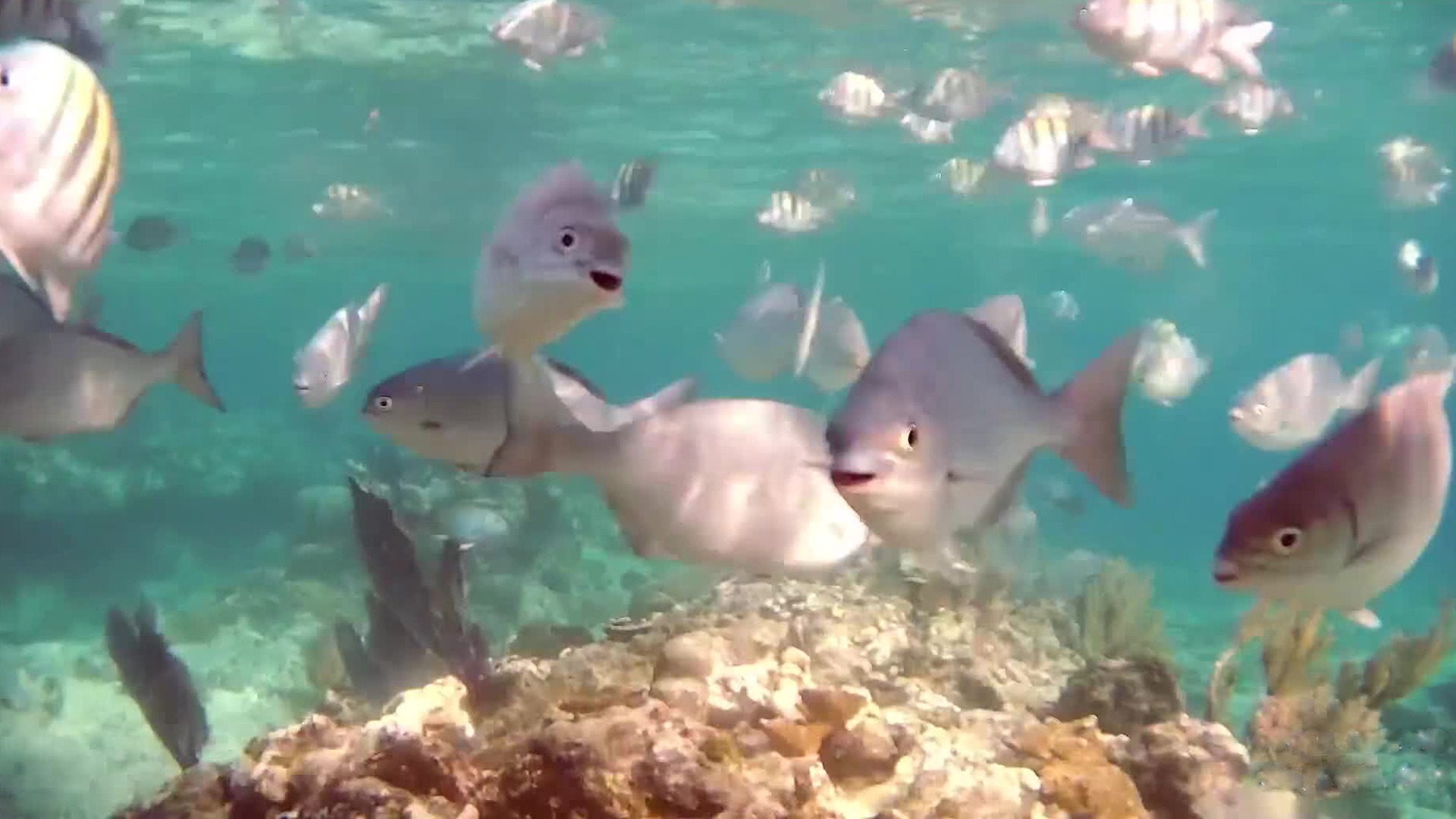 Utopia Village Edge-of-Wall Underwater Reef Cam| Explore.org