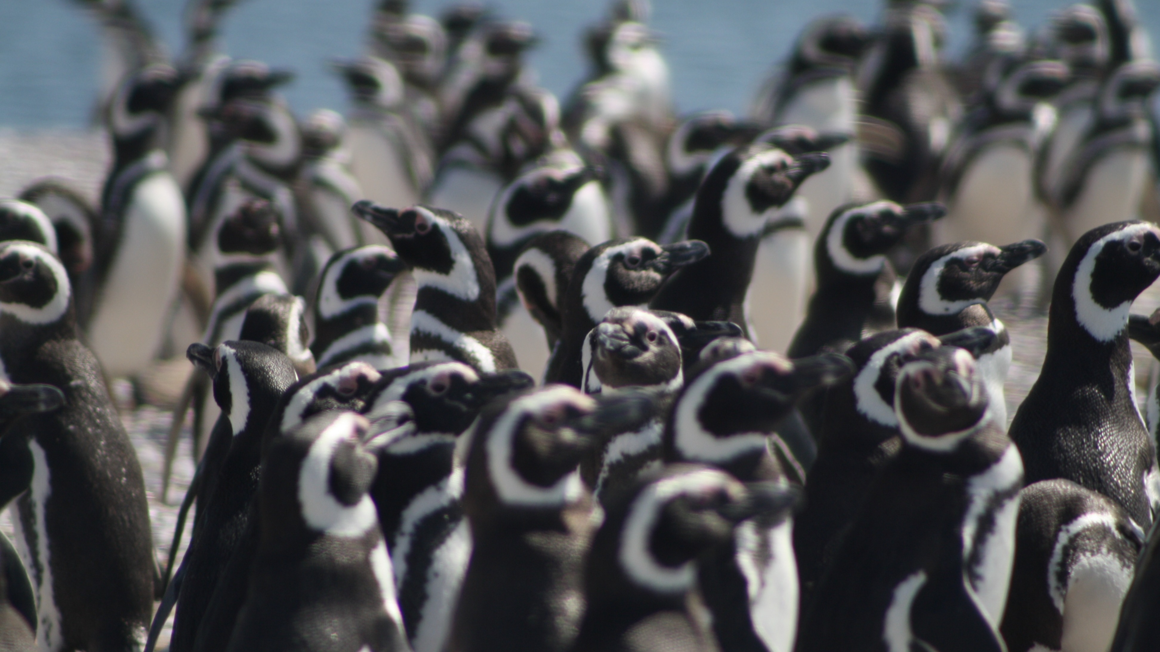 Magellanic Penguin Nest - Isla Tova | Explore.org