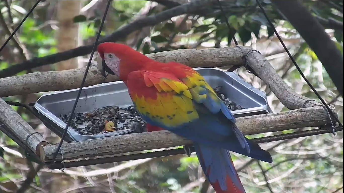 Macaw Feeder Low Cam | Explore.org