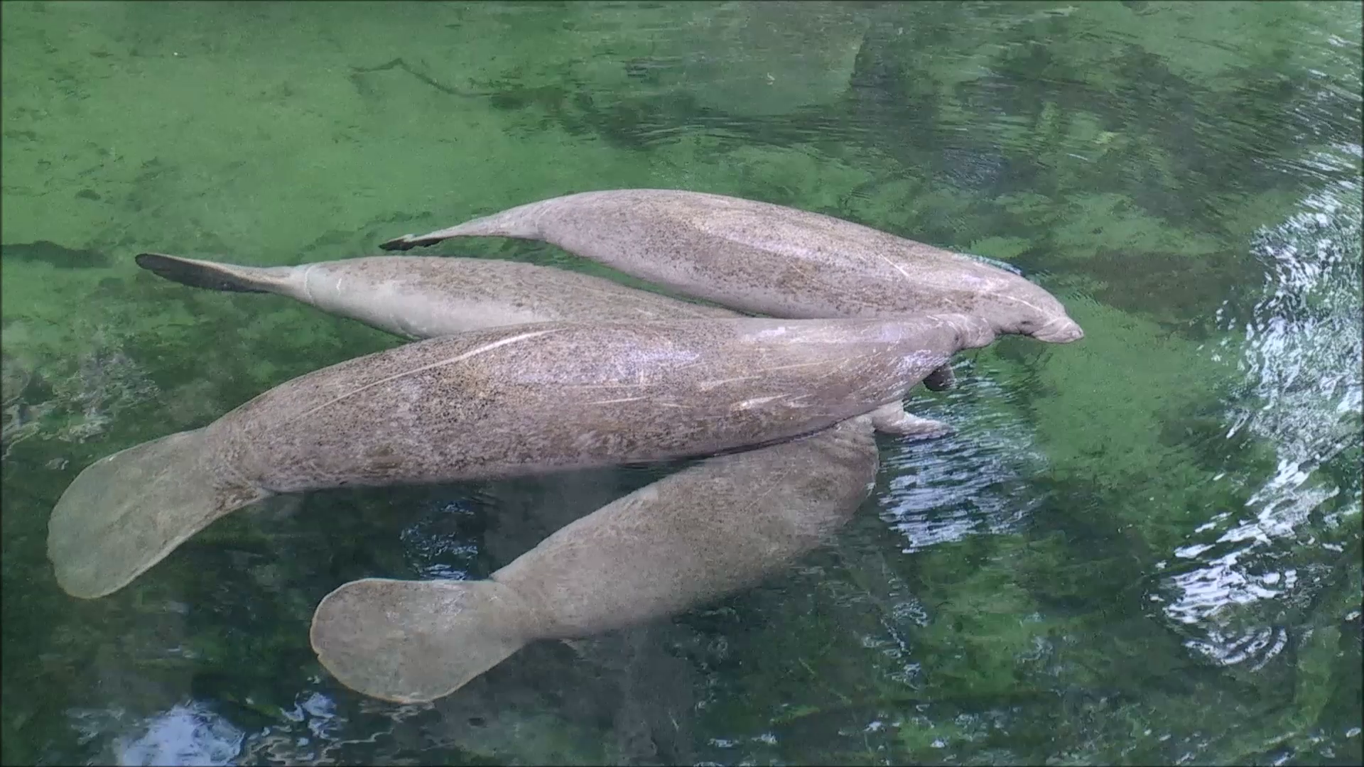 Homosassa Spring Above Water Manatees | Explore.org