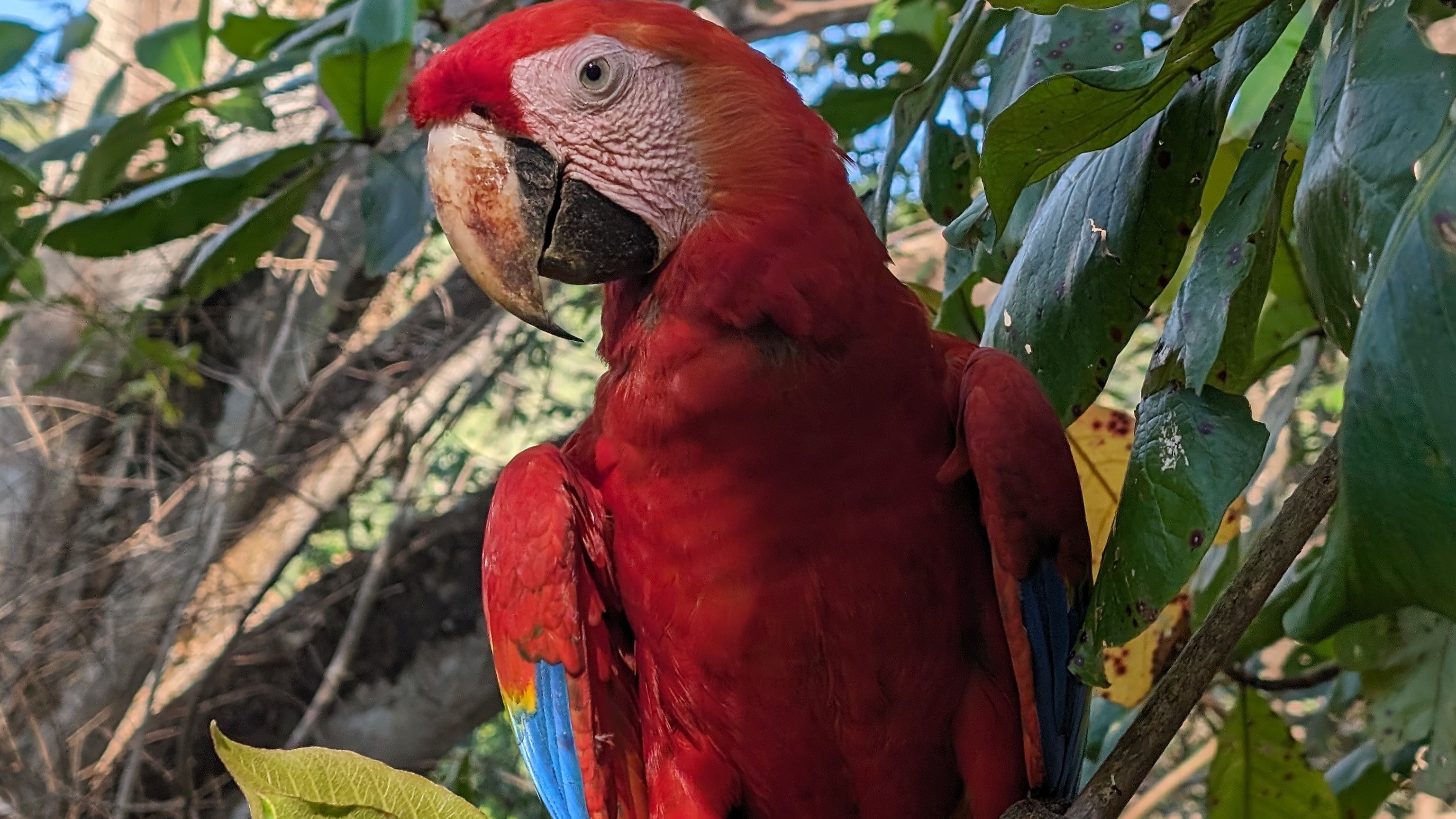 Macaw Feeder High Camera | Explore.org